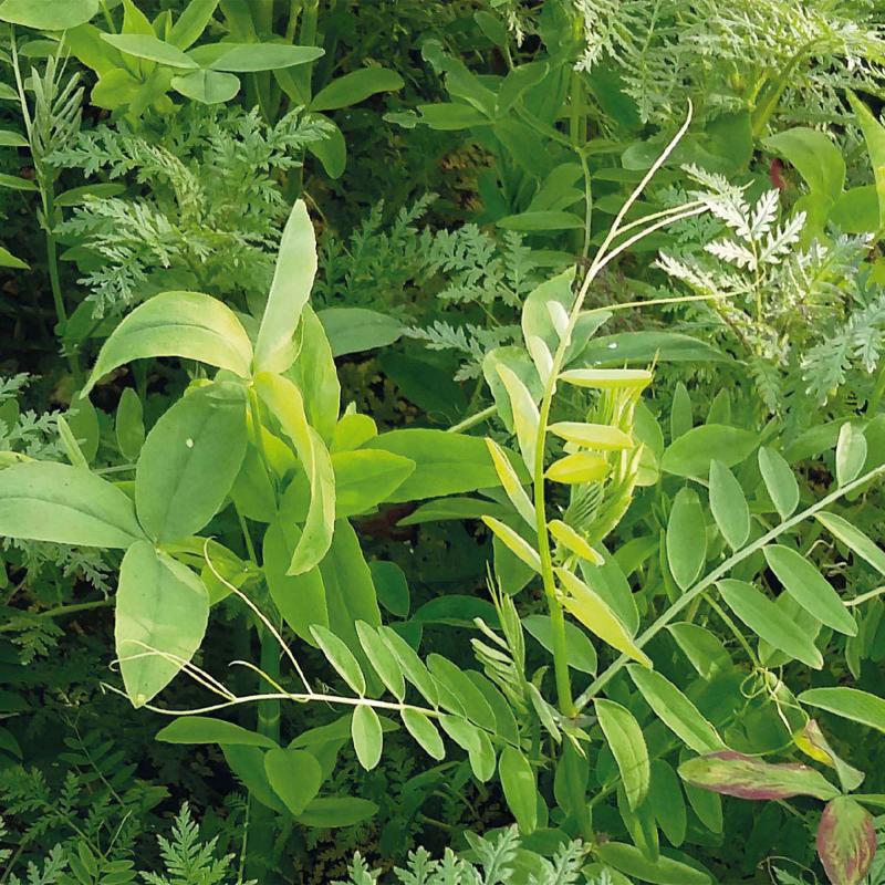 CHLOROFILTRE PROFIL NEW | Cerience