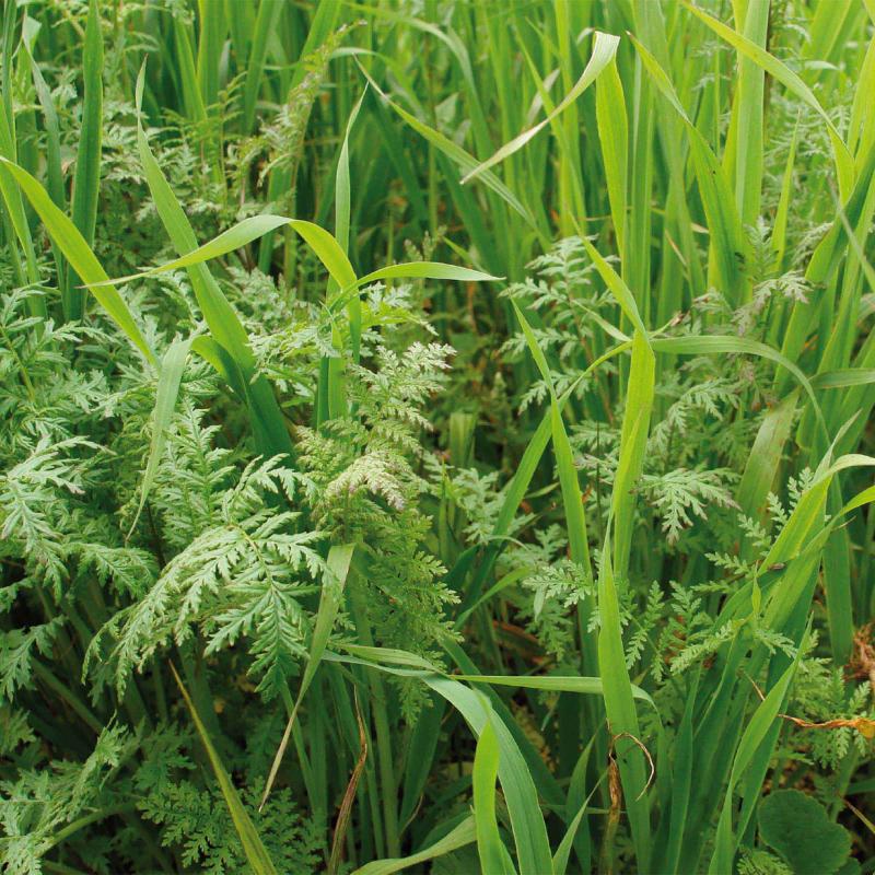 CHLOROFILTRE VAMAGRO LEG | Cerience